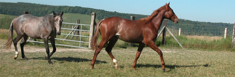 La Cavalerie du Cheval Bleu